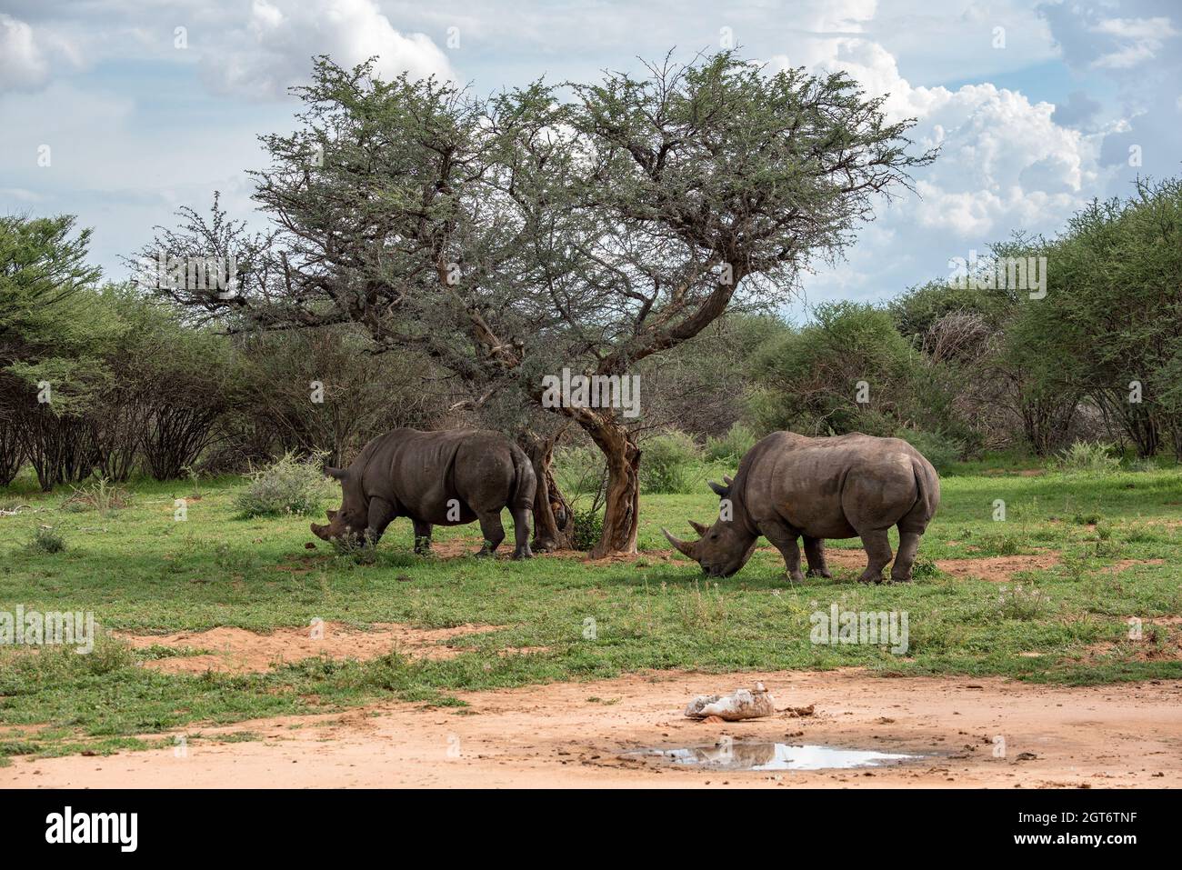 Rhinozeros hi-res stock photography and images - Alamy