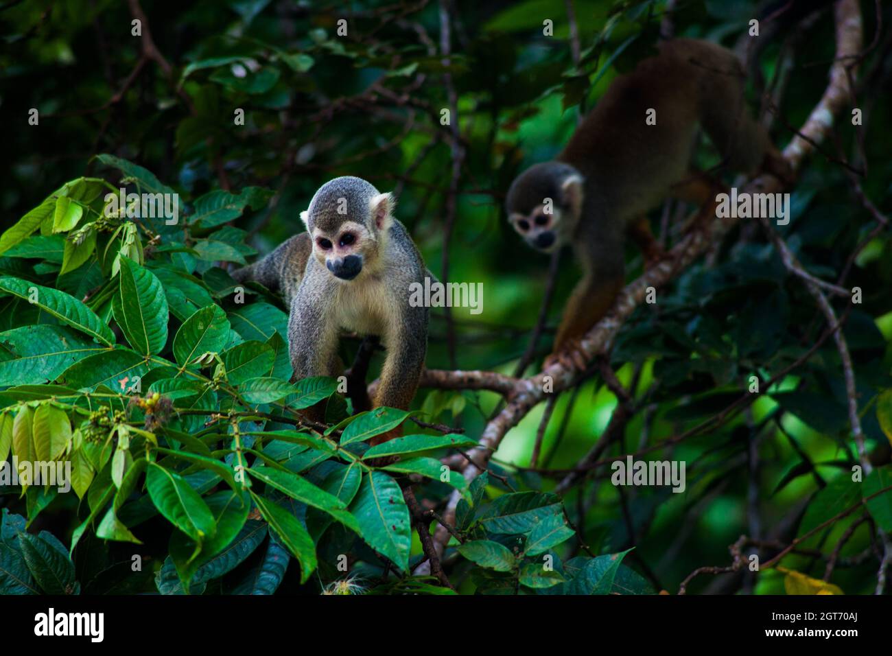 Sneaky wildlife hi-res stock photography and images - Alamy