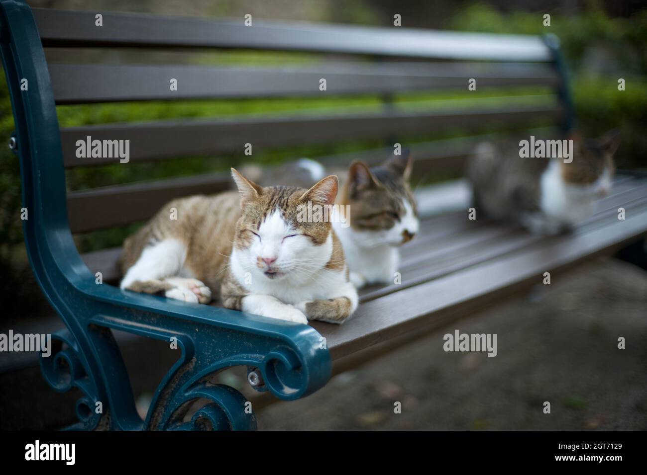 Cat train japan hi-res stock photography and images - Alamy