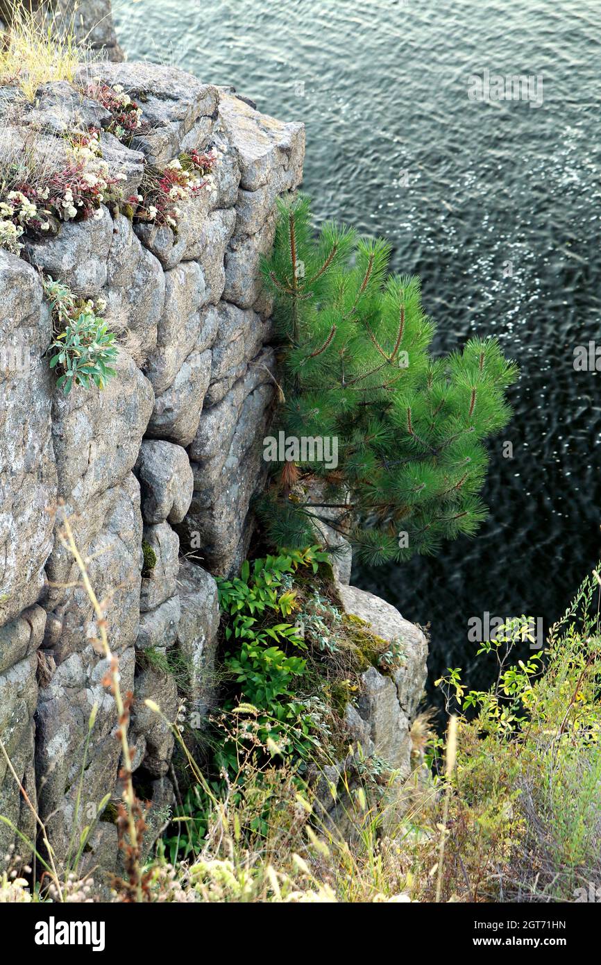 Young pine tree is growing on a vertical granite rock high over the ...