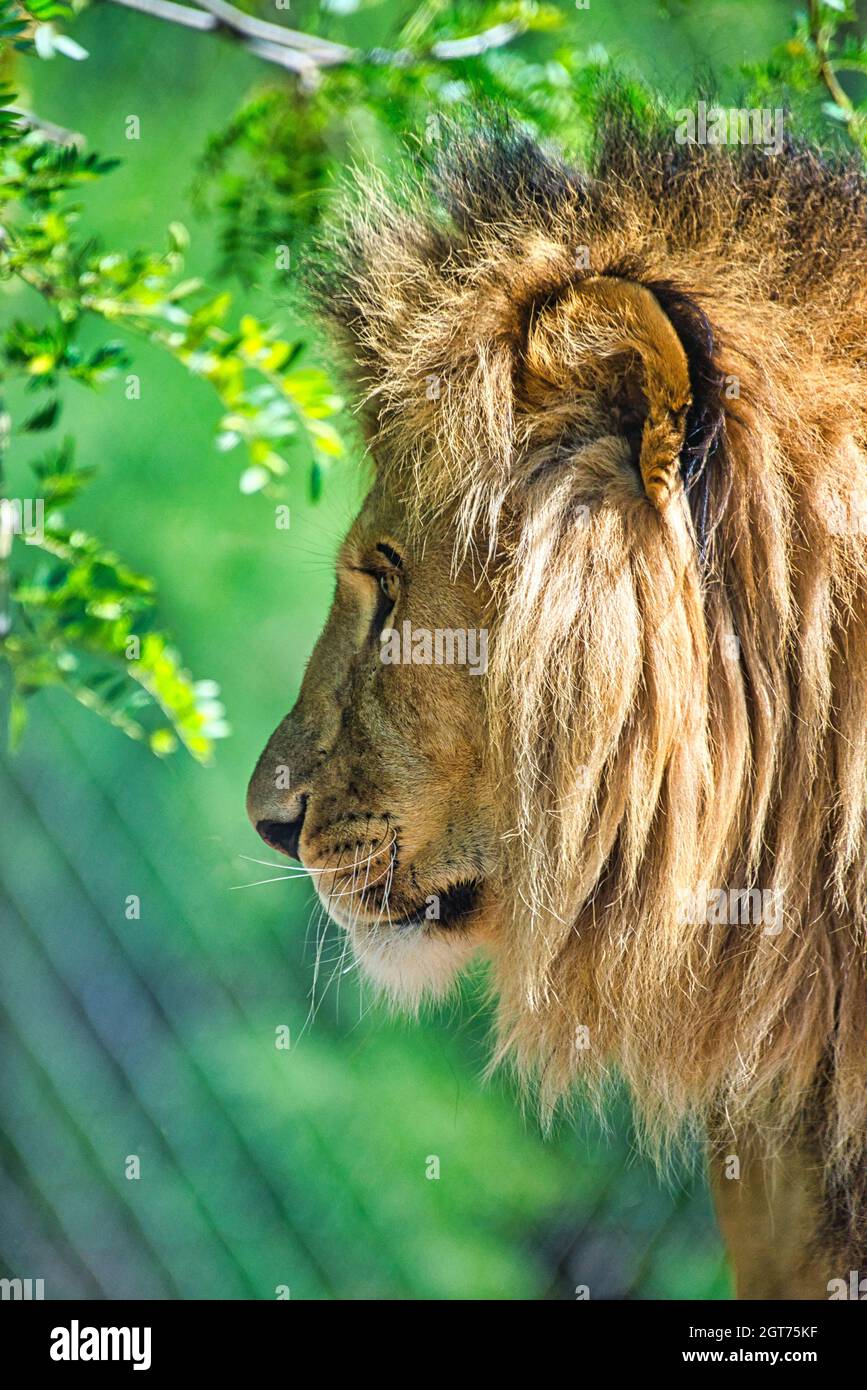 Striding lion hi-res stock photography and images - Alamy