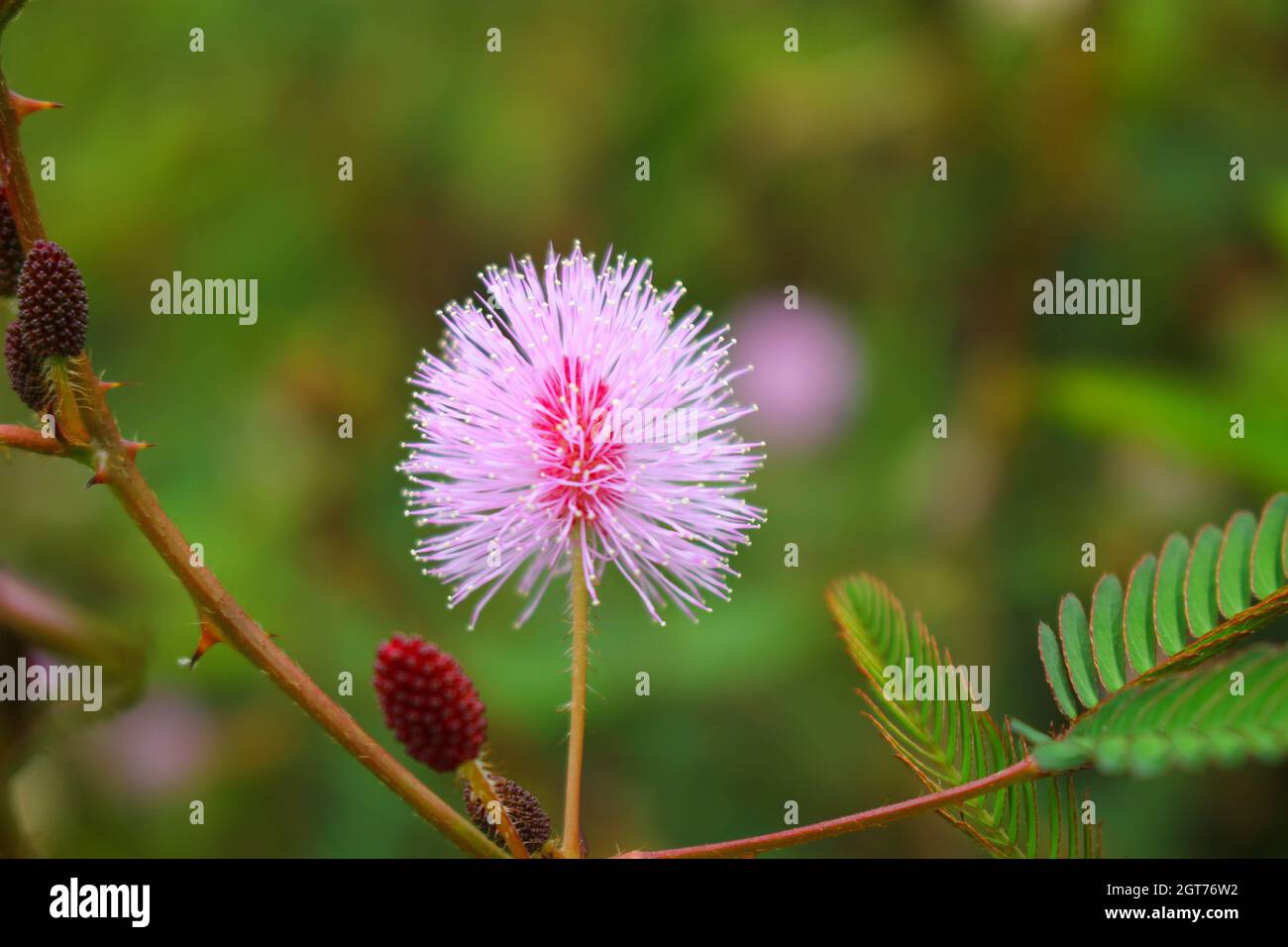 Tree of shame hi-res stock photography and images - Alamy