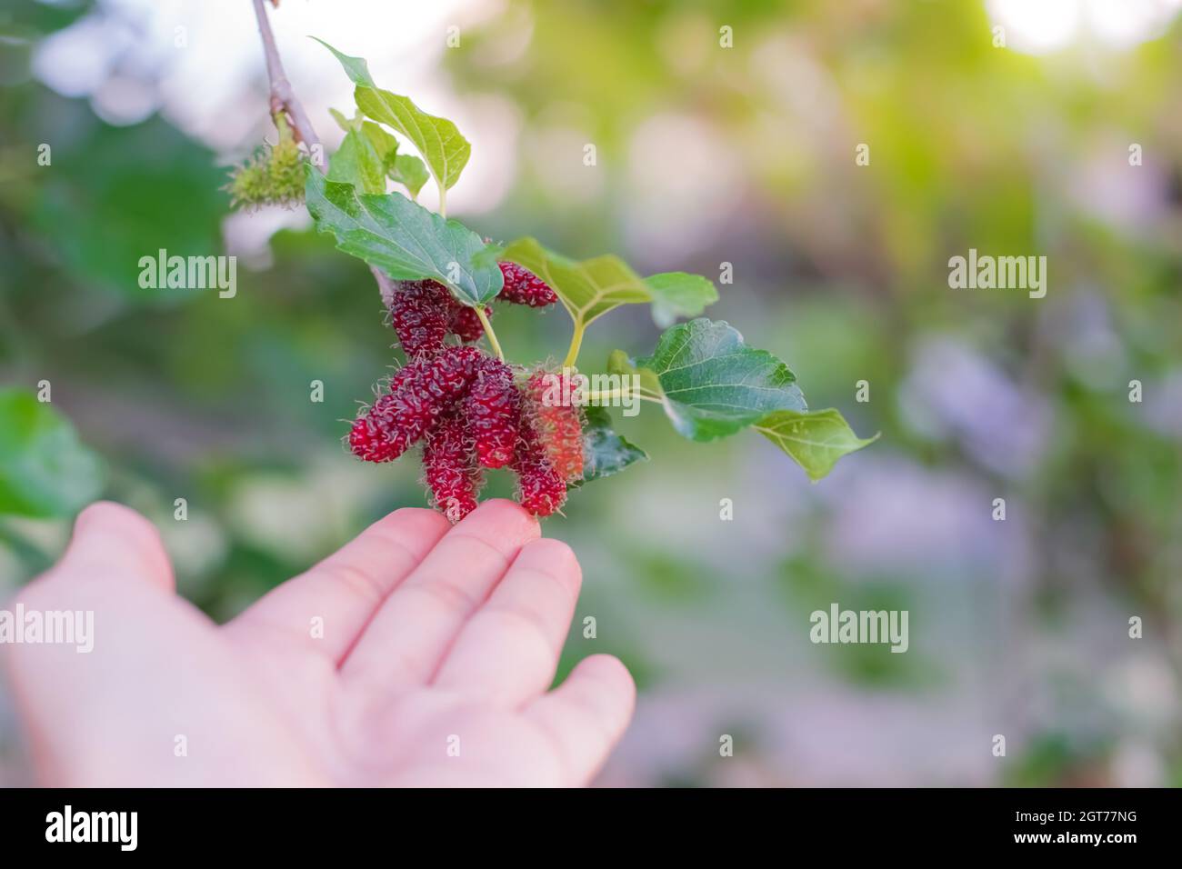 The picking of mulberries hi-res stock photography and images - Alamy