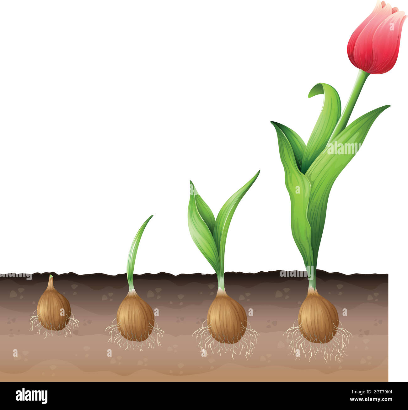 Plant cells tulip Stock Vector Images - Alamy