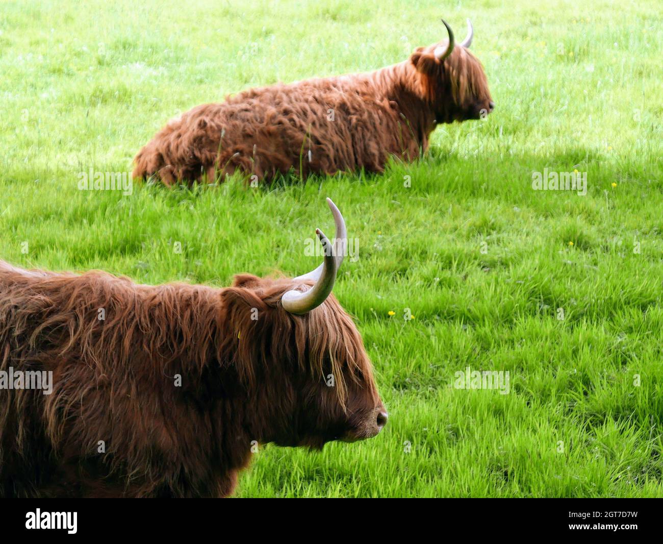 Pollock park cows glasgow hi-res stock photography and images - Alamy