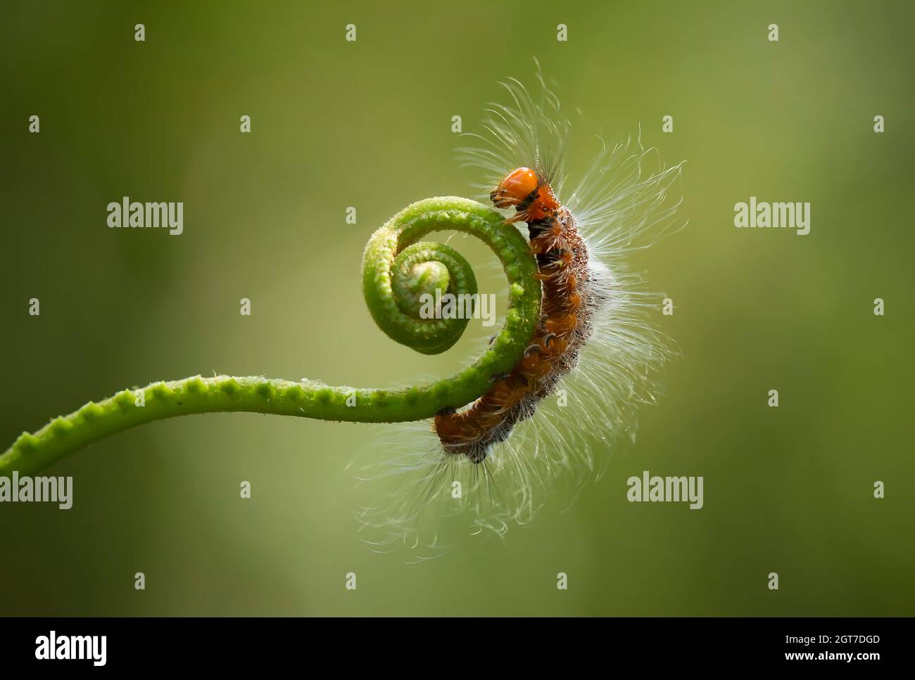 Tendril worm hi-res stock photography and images - Alamy