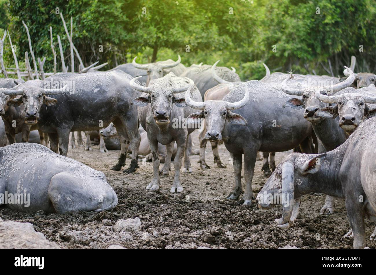 Buffalo dairy farm hi-res stock photography and images - Alamy