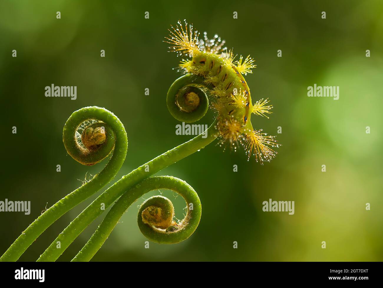 Caterpillar on fern hi-res stock photography and images - Alamy