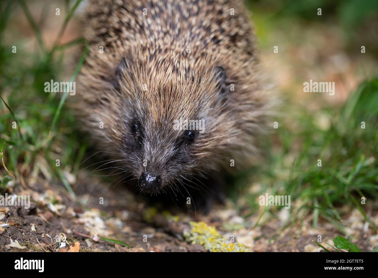 Uk hedgehog habitat hi-res stock photography and images - Alamy