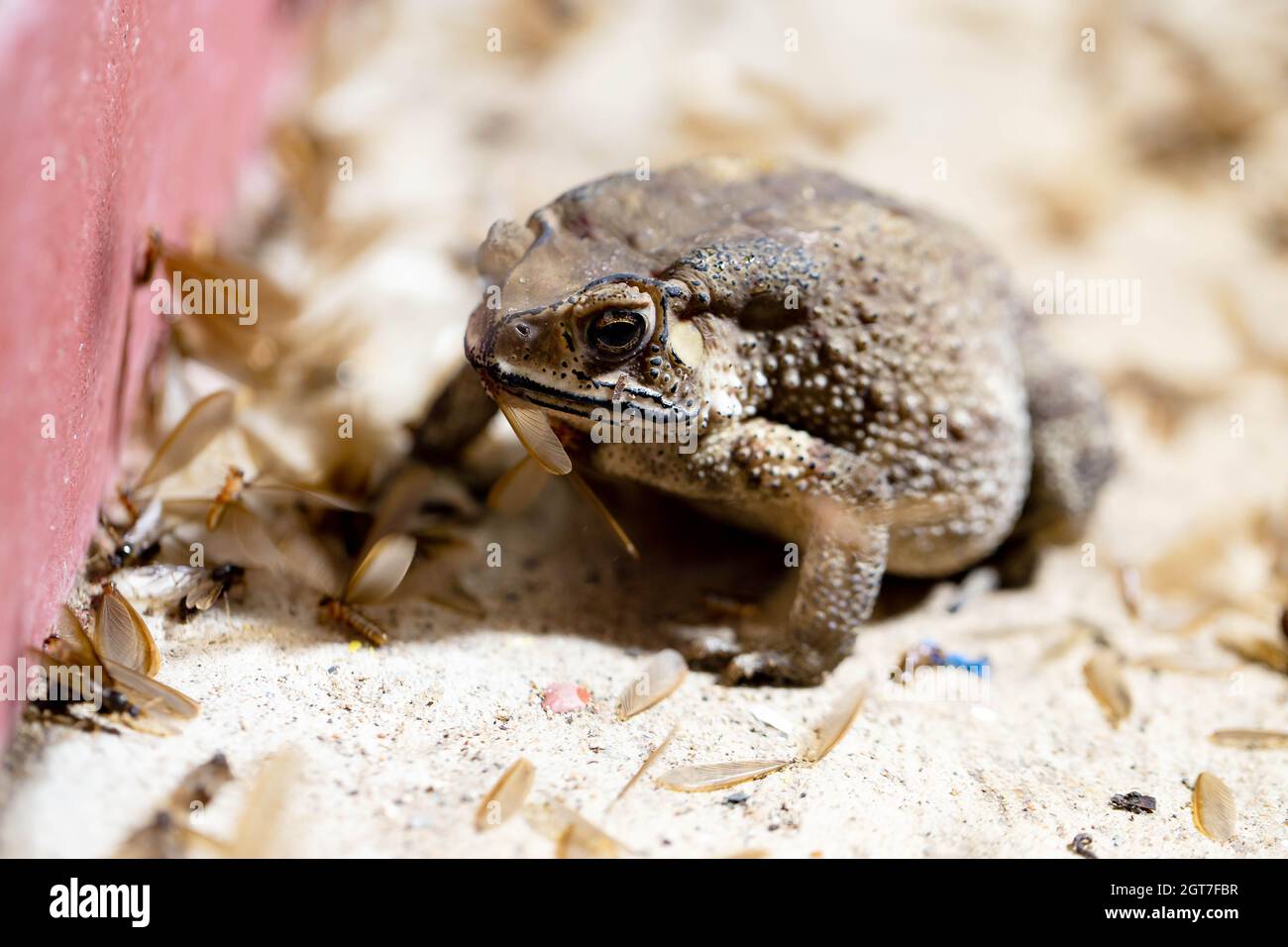 A Toads Eat Insects At Night Favorite Food Night Shot Stock Photo - Alamy
