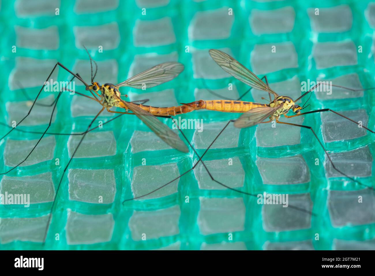 Crane flies mating hi-res stock photography and images - Alamy