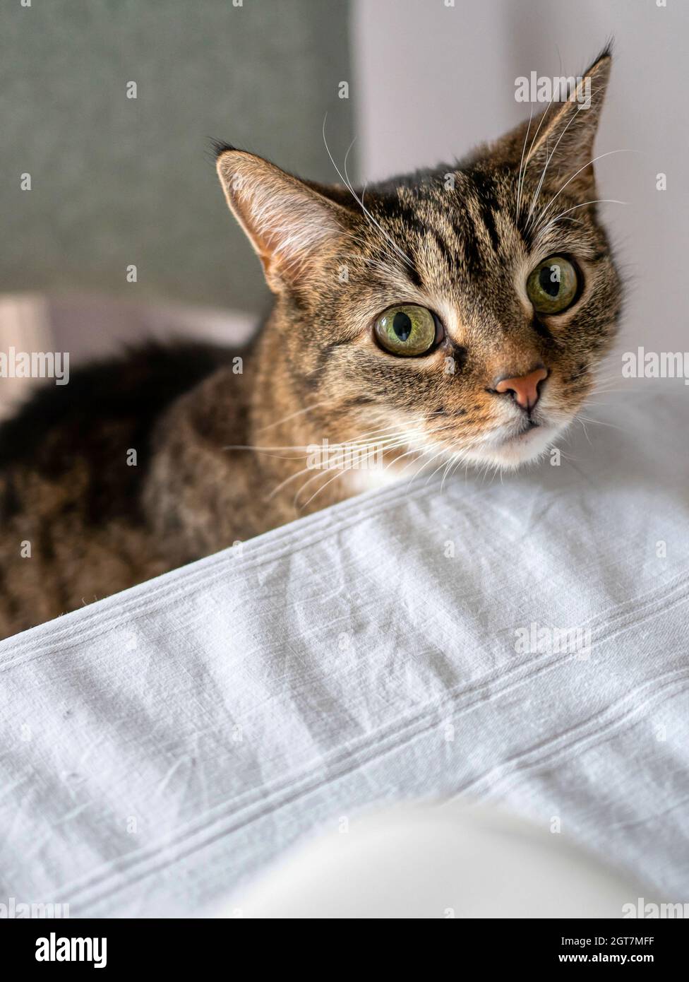 Cat hiding table hi-res stock photography and images - Alamy