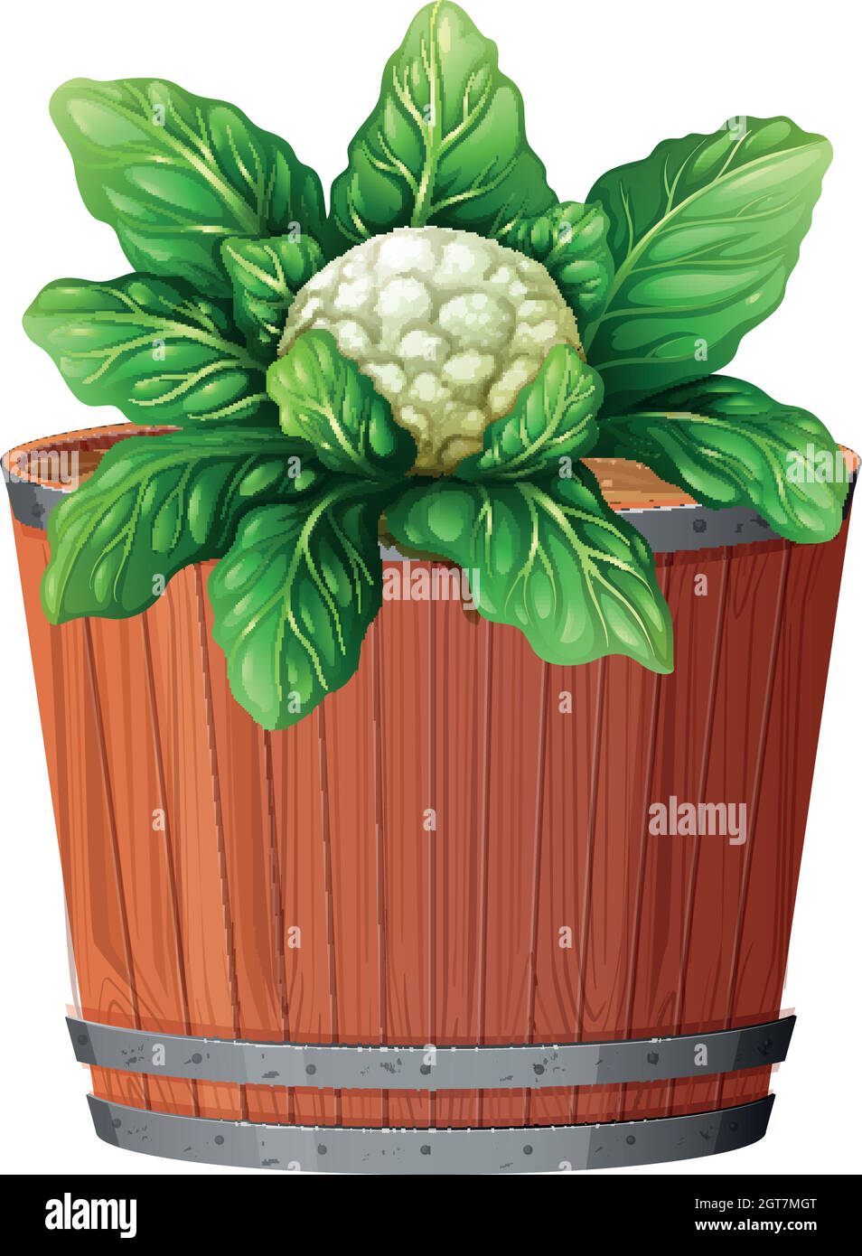 Cauliflower Clip Art