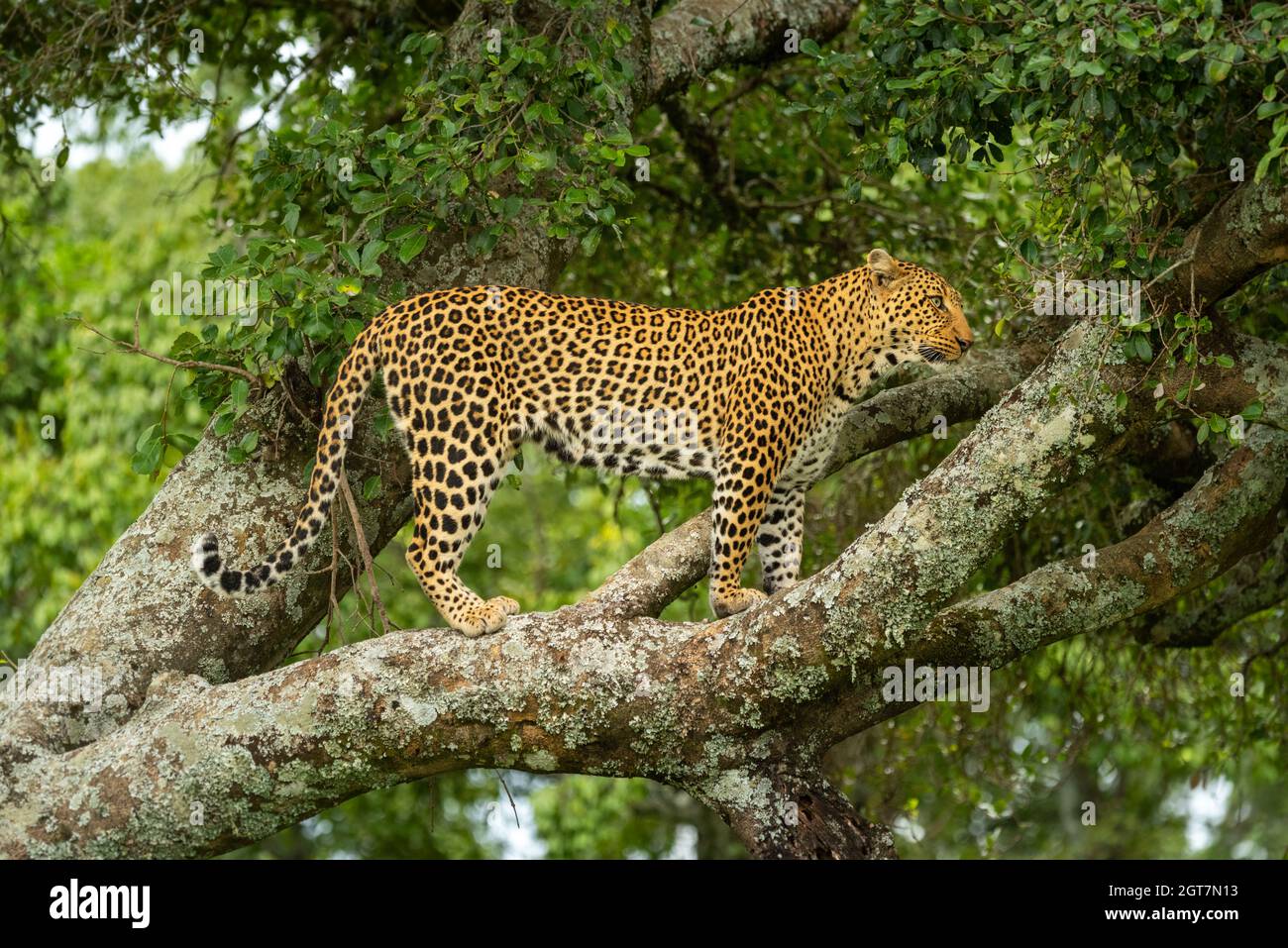 Leopard stands hi-res stock photography and images - Alamy
