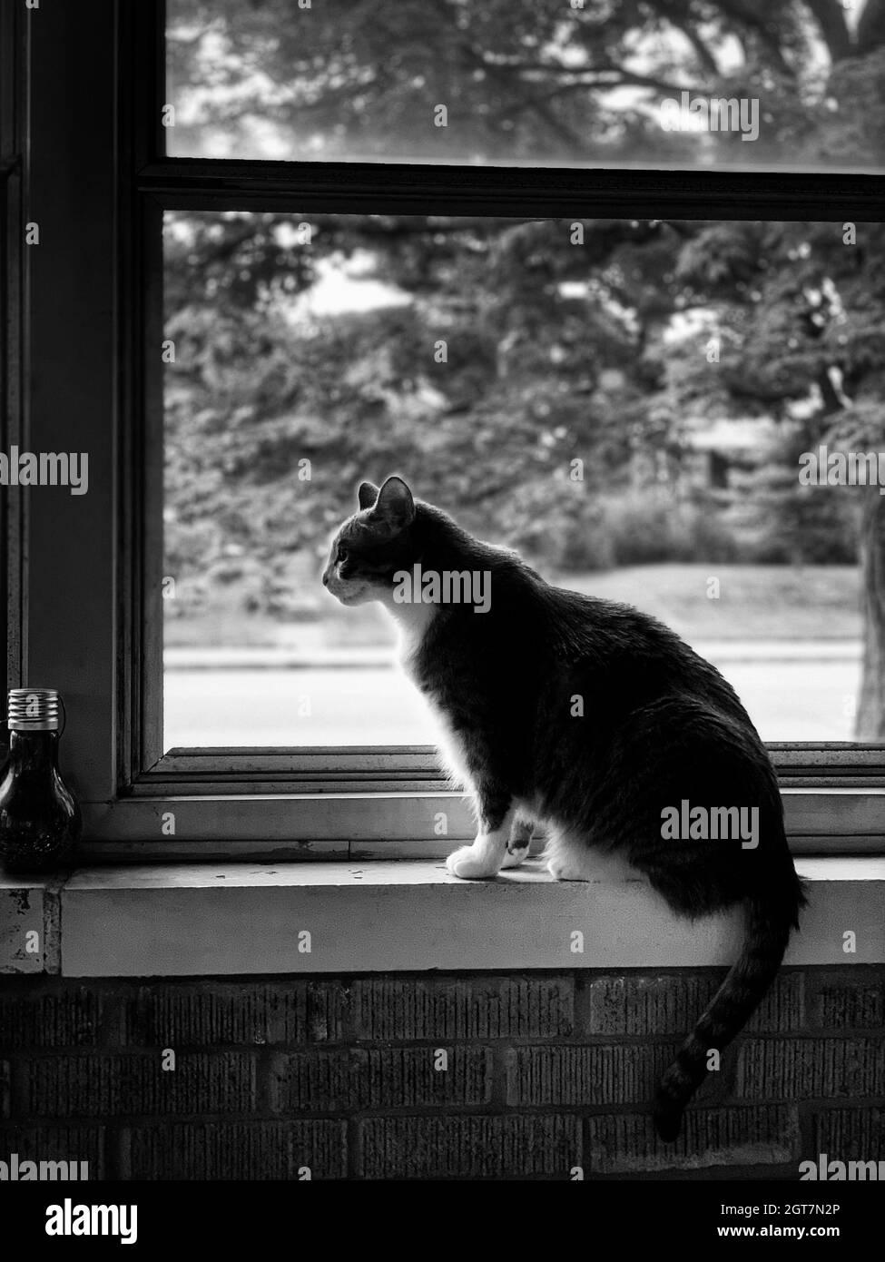 Black cat looking through window Black and White Stock Photos & Images ...