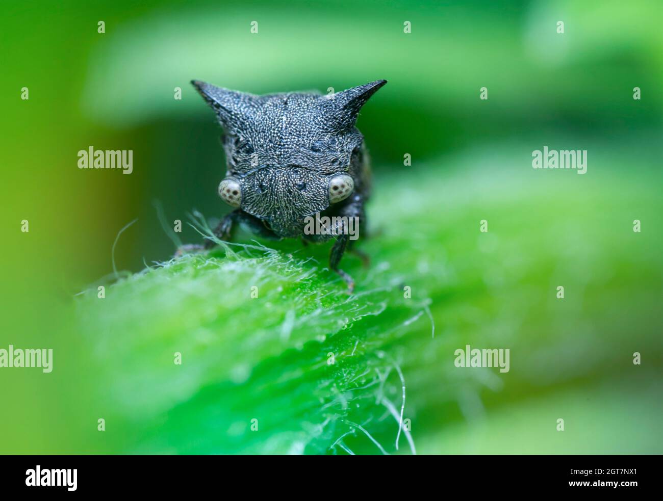Small green planthopper hi-res stock photography and images - Alamy