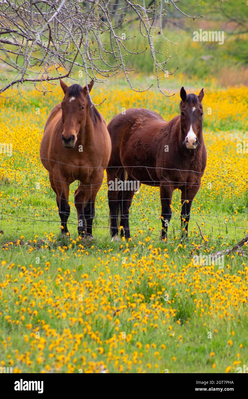Horse standing field wildflowers hi-res stock photography and images ...