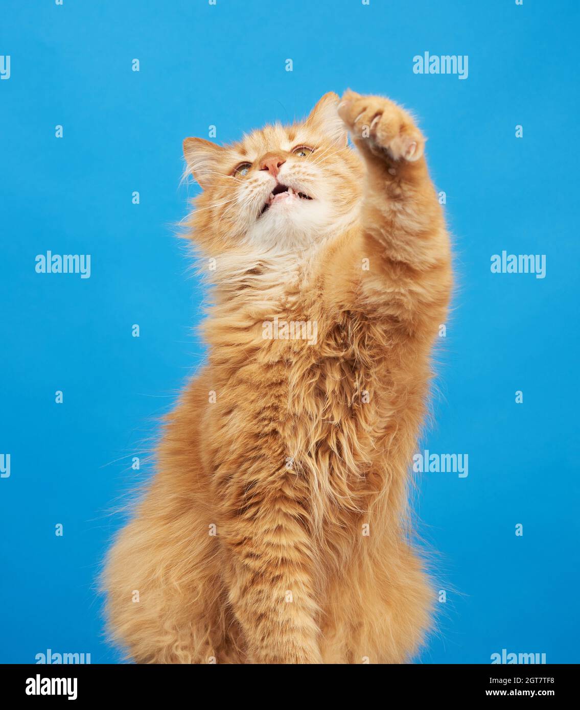Sitting with one paw raised hi-res stock photography and images - Alamy