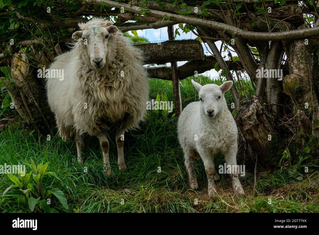 Snowdonia wildlife hi-res stock photography and images - Alamy