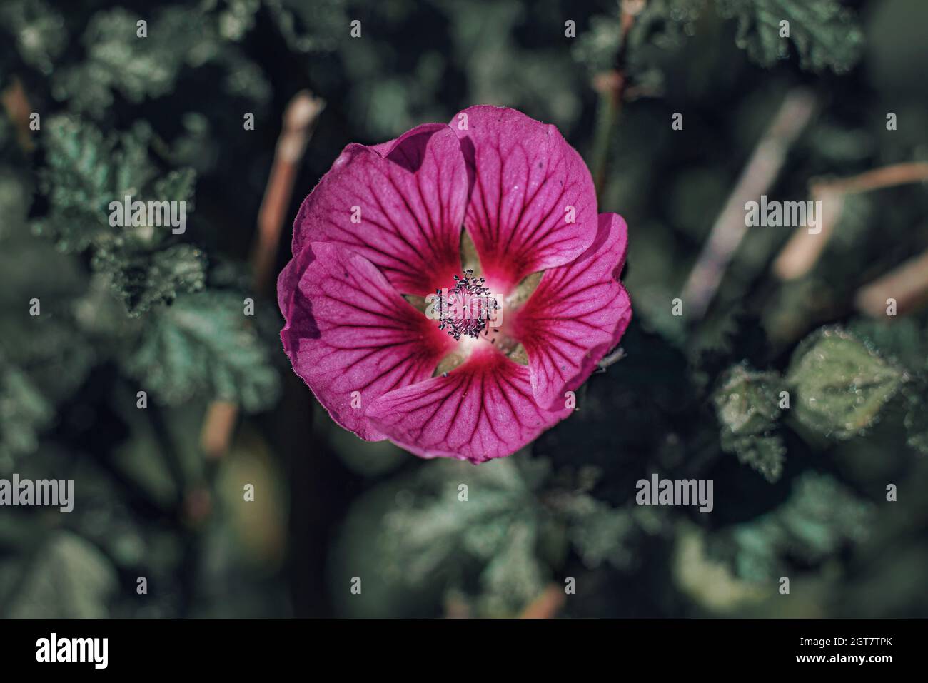 Anisodontea hi-res stock photography and images - Alamy