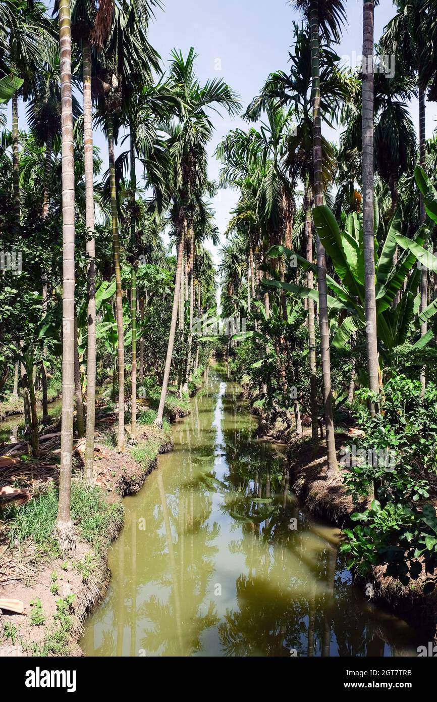 Areca nut plantation hi-res stock photography and images - Alamy