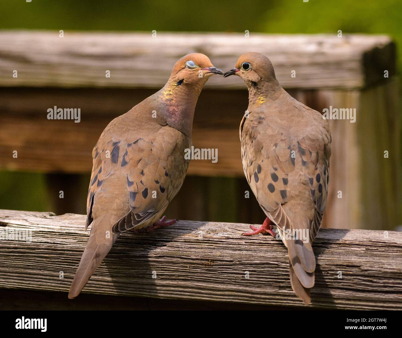 Female mourning doves hi-res stock photography and images - Alamy
