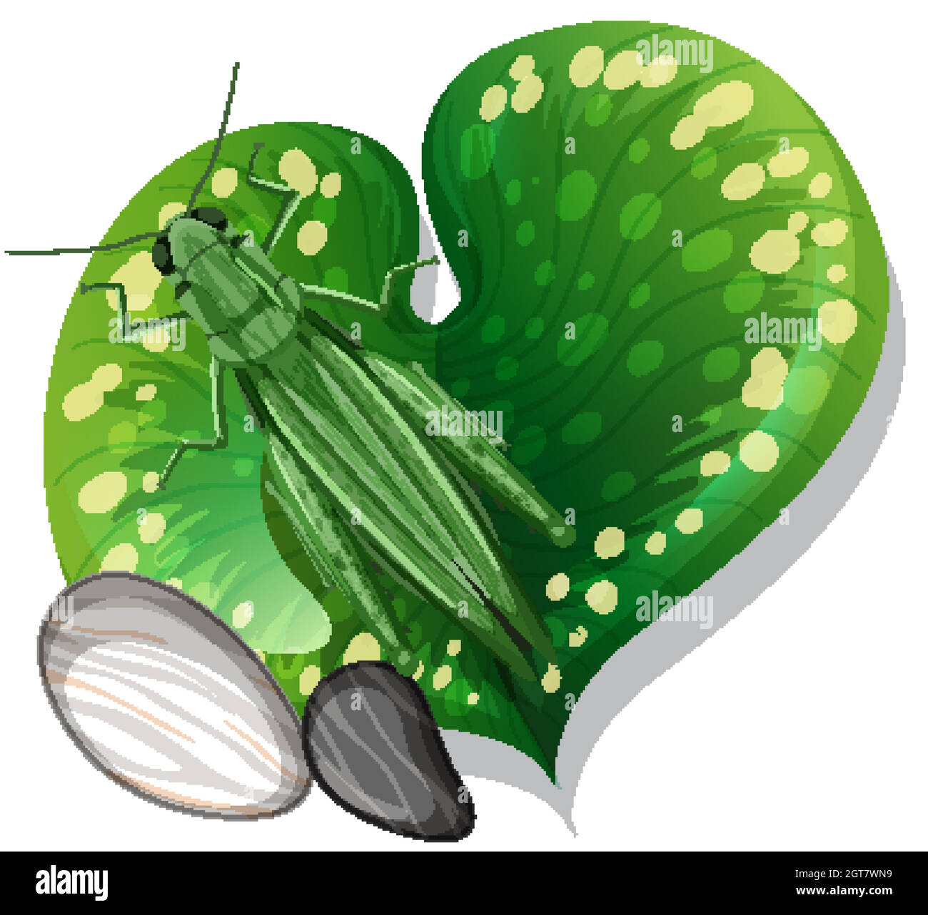 Top view of grasshopper on a leaf isolated Stock Vector Image & Art - Alamy