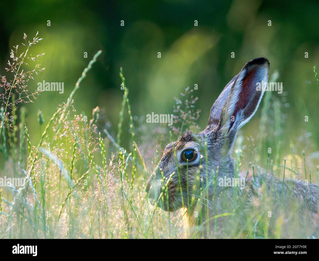 Hares eating grass hi-res stock photography and images - Alamy
