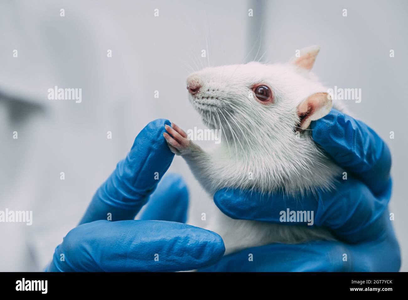 White mouse lab gloves hi-res stock photography and images - Alamy