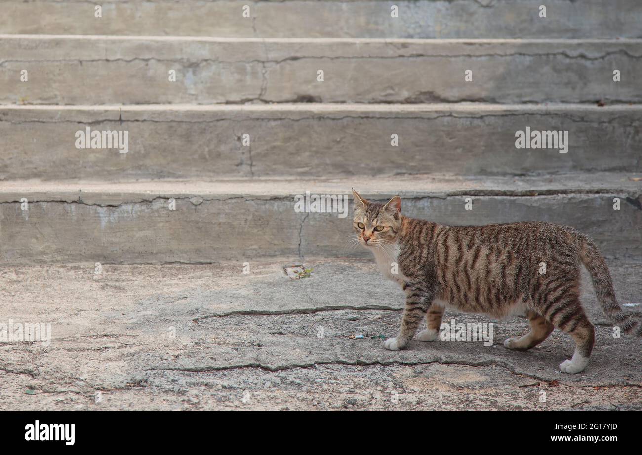 Bobcat animal profile view hi-res stock photography and images - Alamy