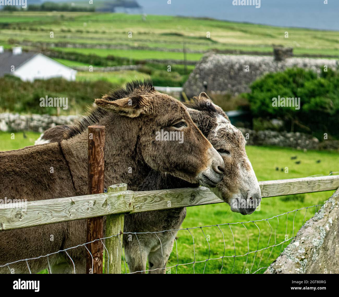 Donkey Donkeys Field Ireland High Resolution Stock Photography and ...