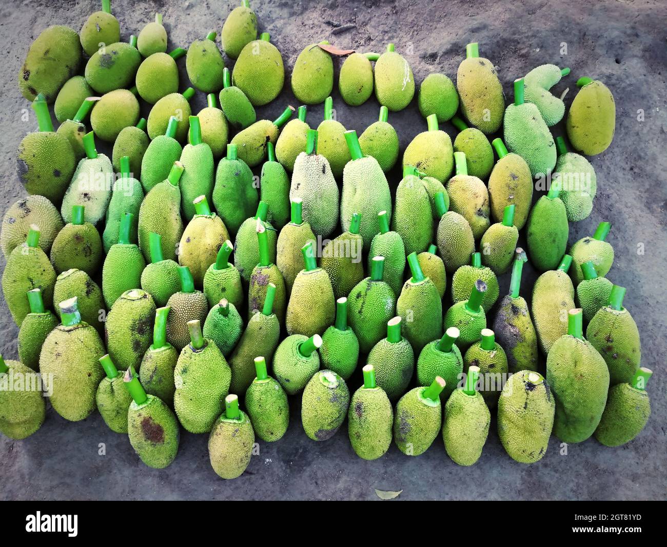 Jack fruit flower hi-res stock photography and images - Alamy