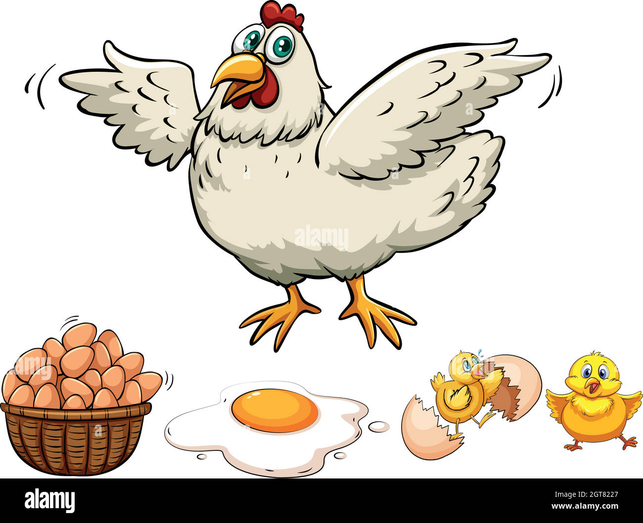 Collection fresh organic chicken Stock Vector Images - Alamy