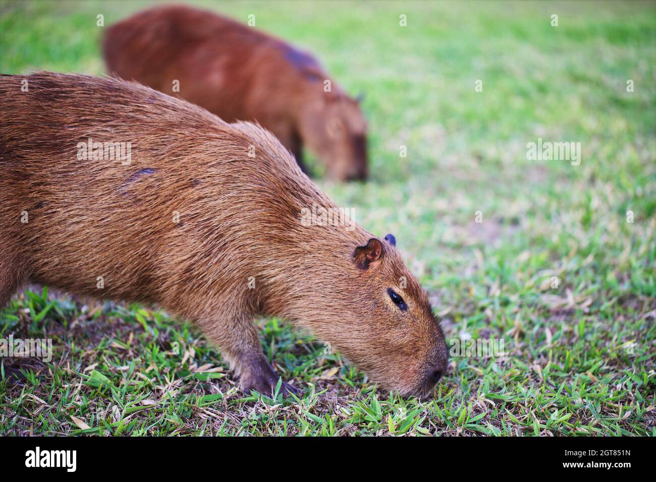 Capivaras hi-res stock photography and images - Alamy