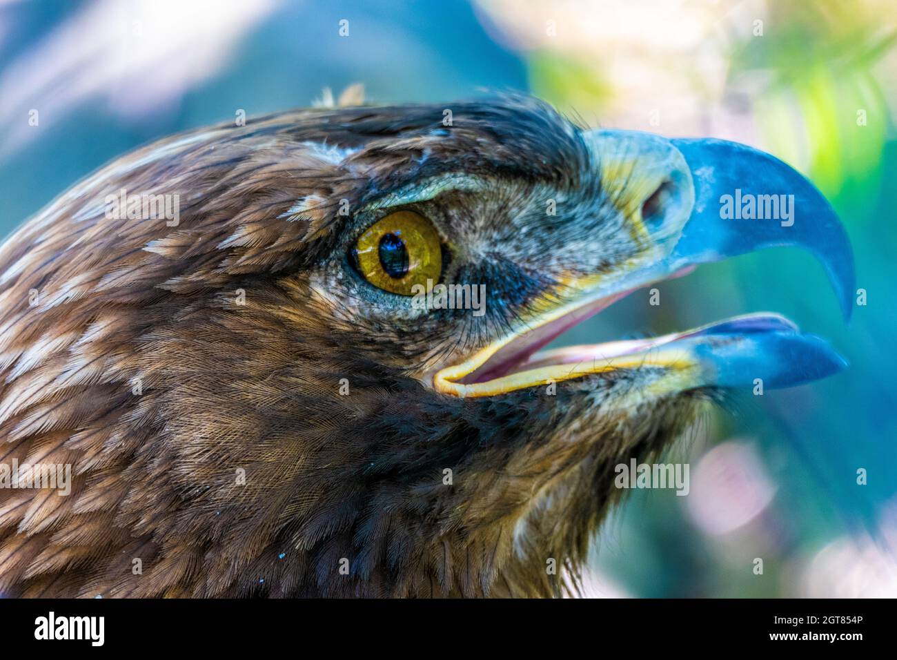 The bald parrot hi-res stock photography and images - Alamy