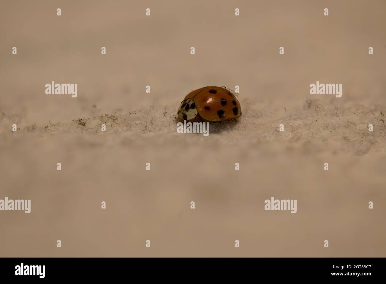 Coleoptera coccinellidae ladybug hi-res stock photography and images ...