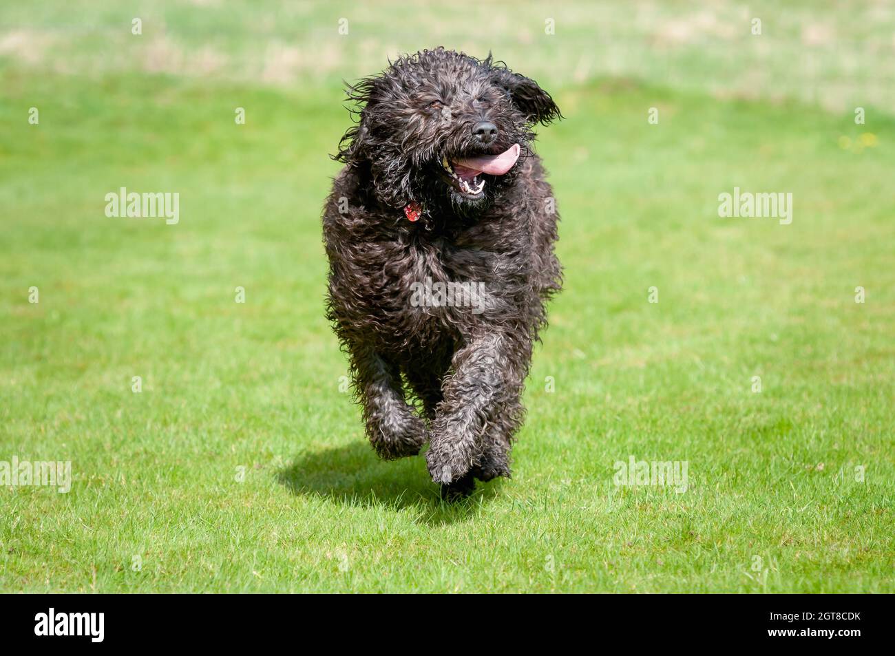 How Fast Can A Labradoodle Run
