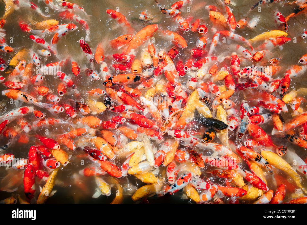 Gold fish aquarium top view hi-res stock photography and images - Alamy
