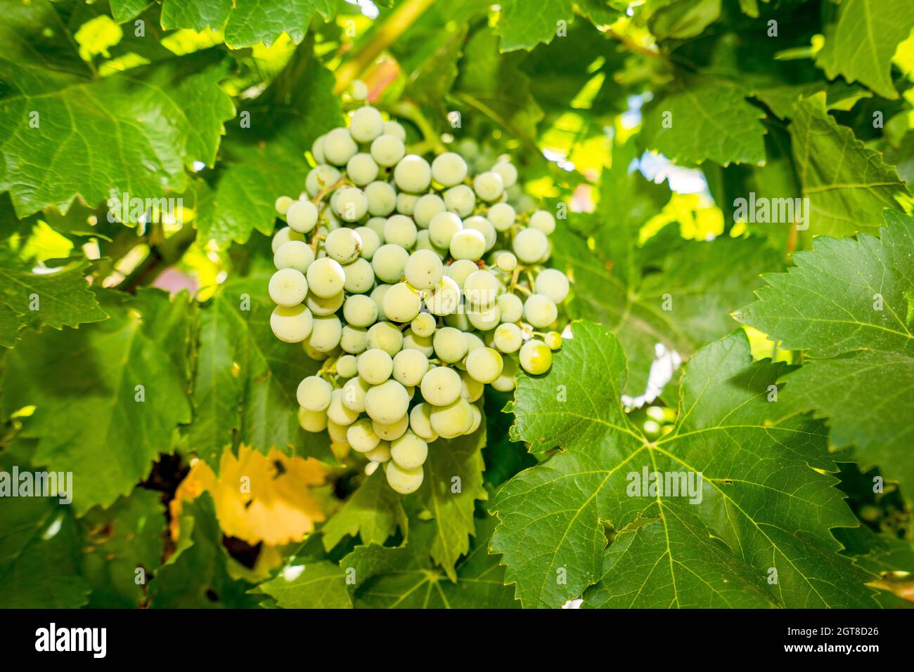Parra uvas hi-res stock photography and images - Alamy