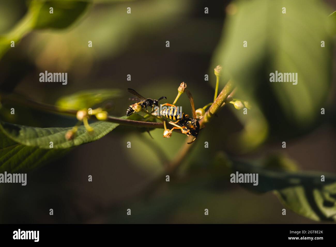 Wasps wing hi-res stock photography and images - Alamy