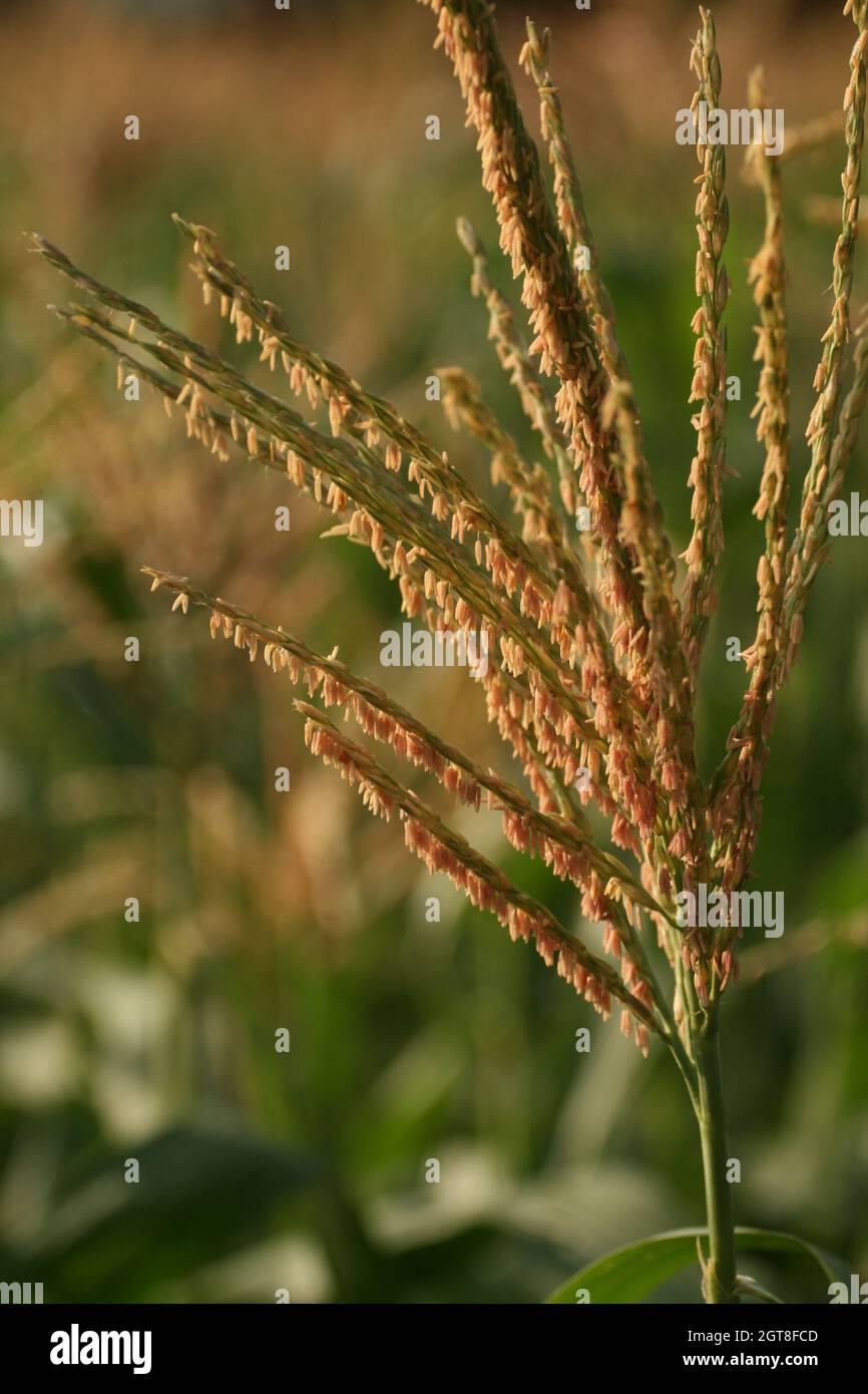 Staminate flowers corn hi-res stock photography and images - Alamy