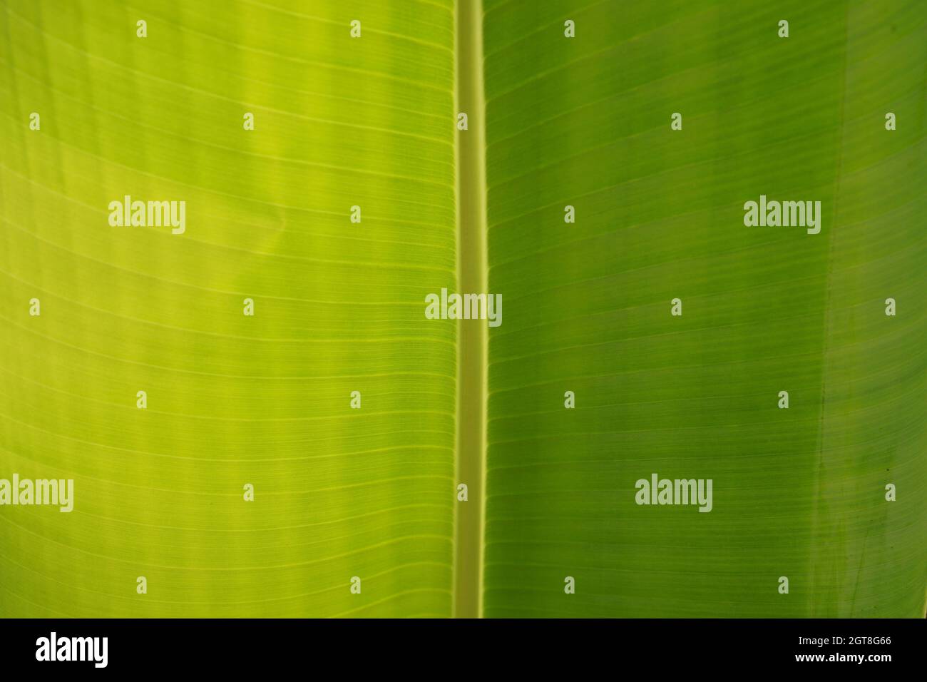 Abstract banana leaf stem detail hi-res stock photography and images ...