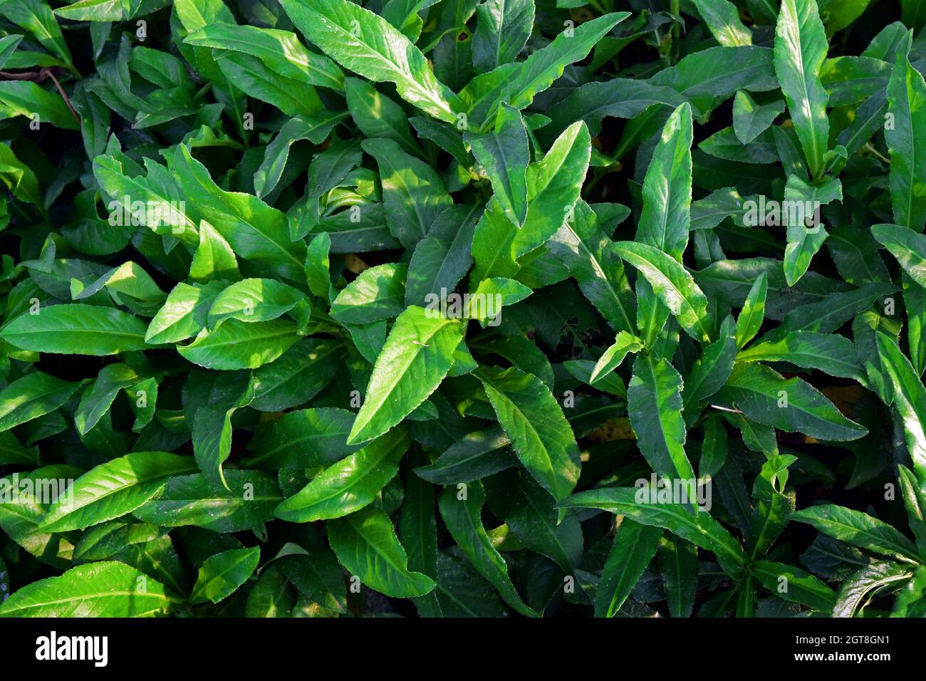 Best patterns hi-res stock photography and images - Alamy