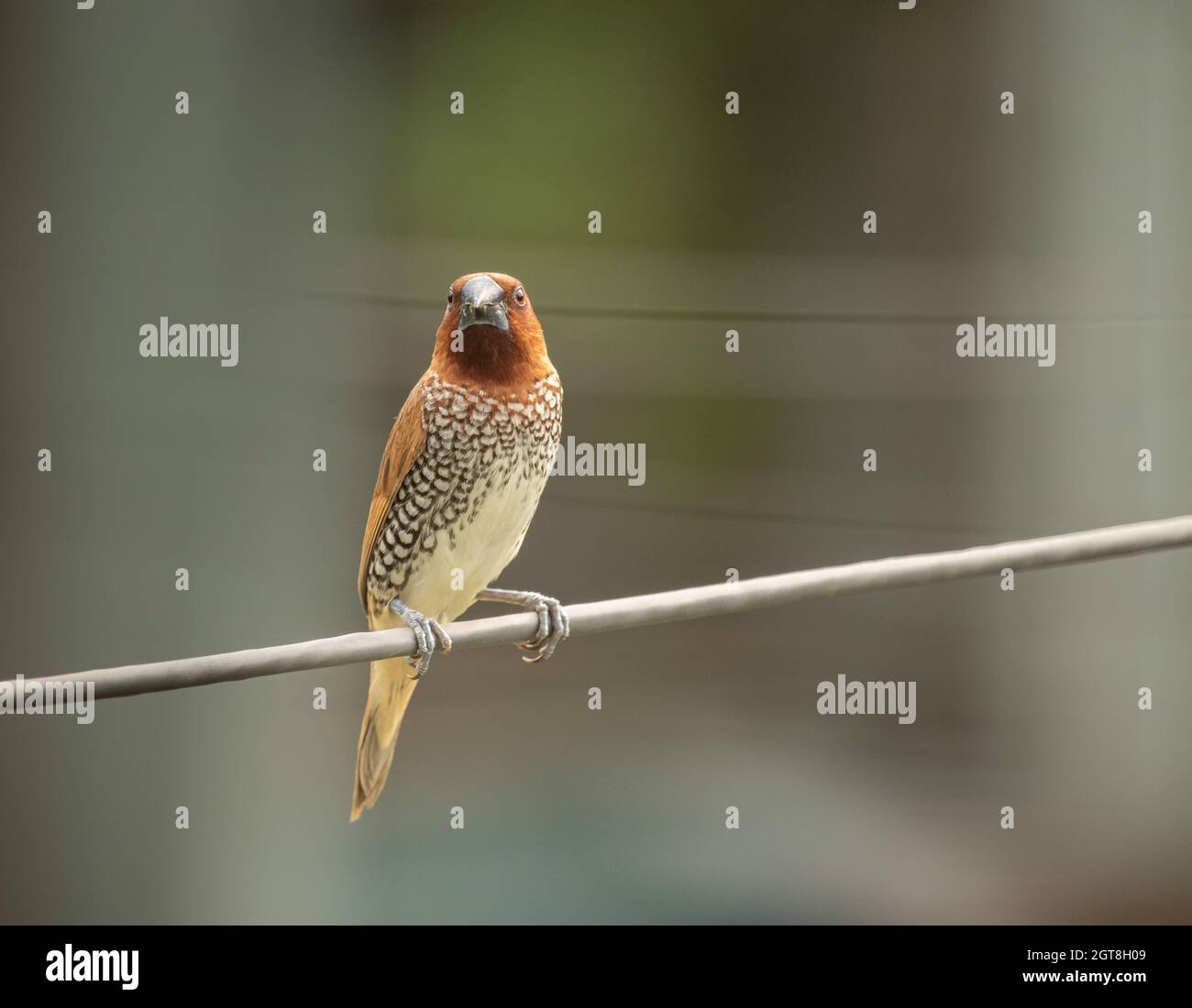 Scaly breasted munia bird sitting on a cable on green blurry background ...