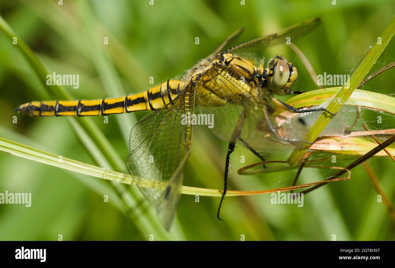 Gomphus flavipes hi-res stock photography and images - Alamy
