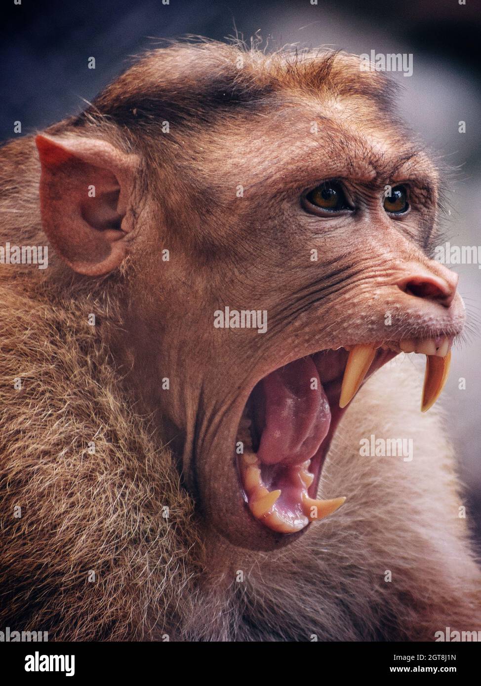 Macaque monkey sticking out his tongue hi-res stock photography and ...