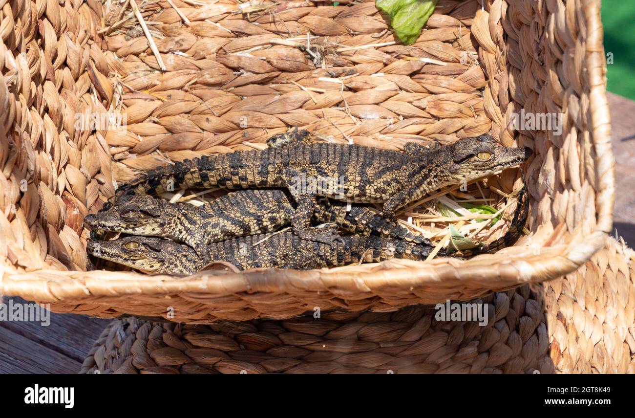 Texture de basket hi-res stock photography and images - Alamy