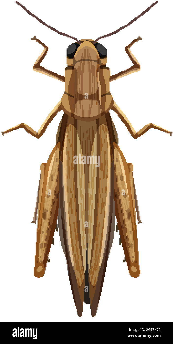 Grasshopper drawing Cut Out Stock Images & Pictures - Alamy