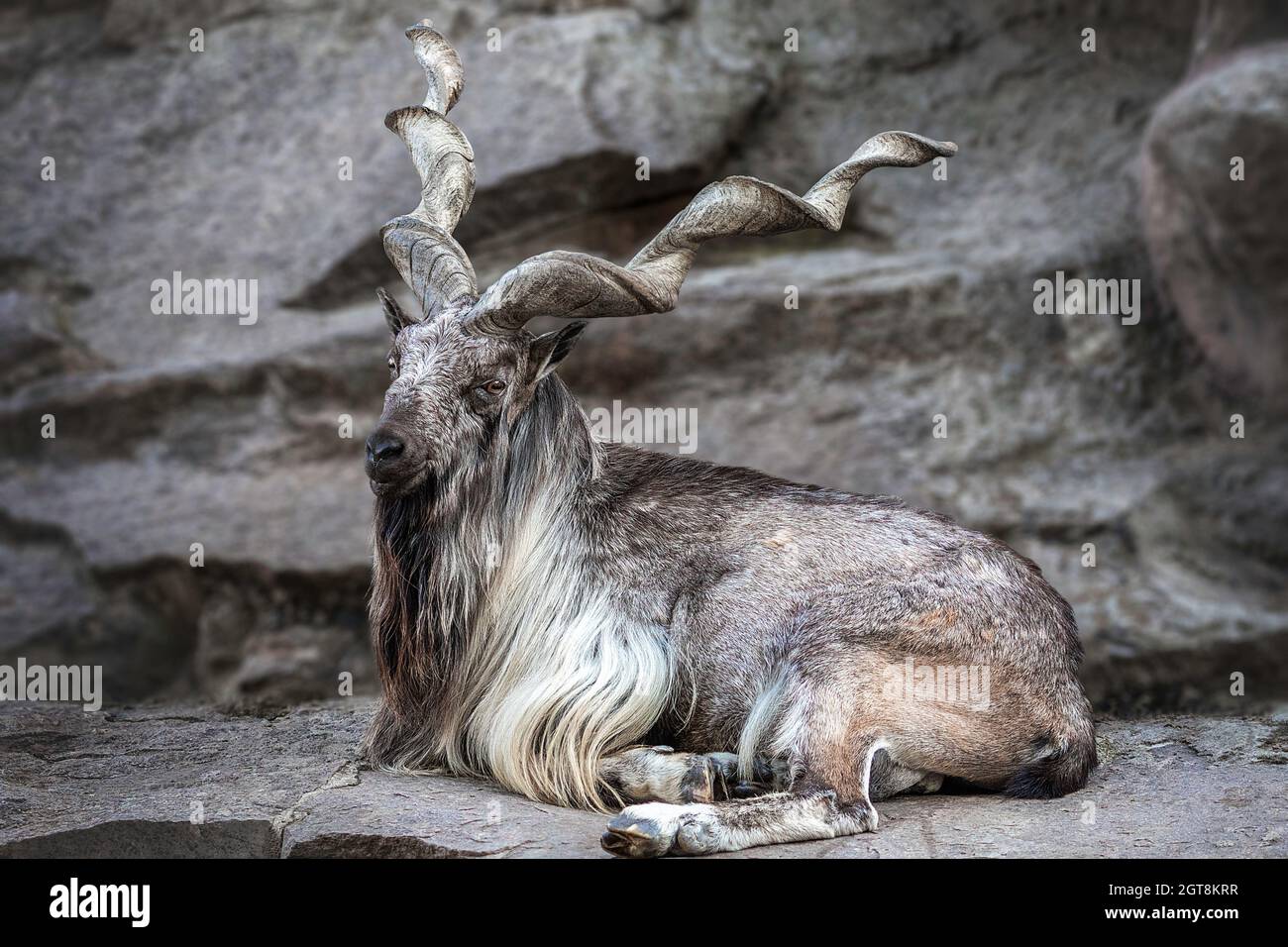 Markhor zoo hi-res stock photography and images - Alamy