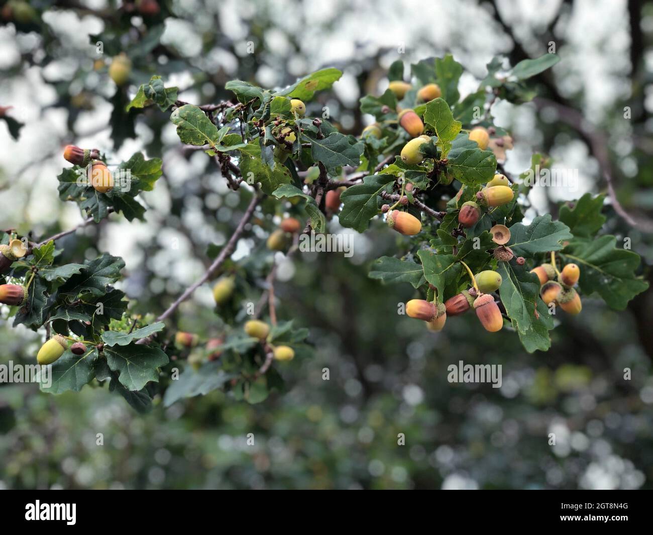 Preston on tees hi-res stock photography and images - Alamy